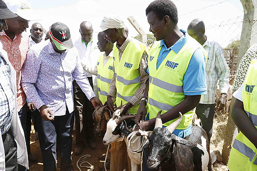 Uhuru, Ruto shell out Sh12m to buy 1,000 goats – Nairobi News