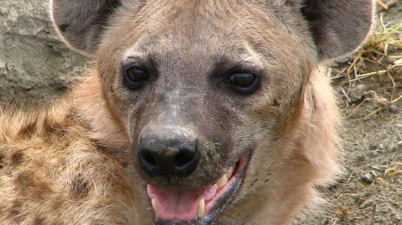 ‘Talk to it, don’t run,’ How to face a hyena incase of an attack ...