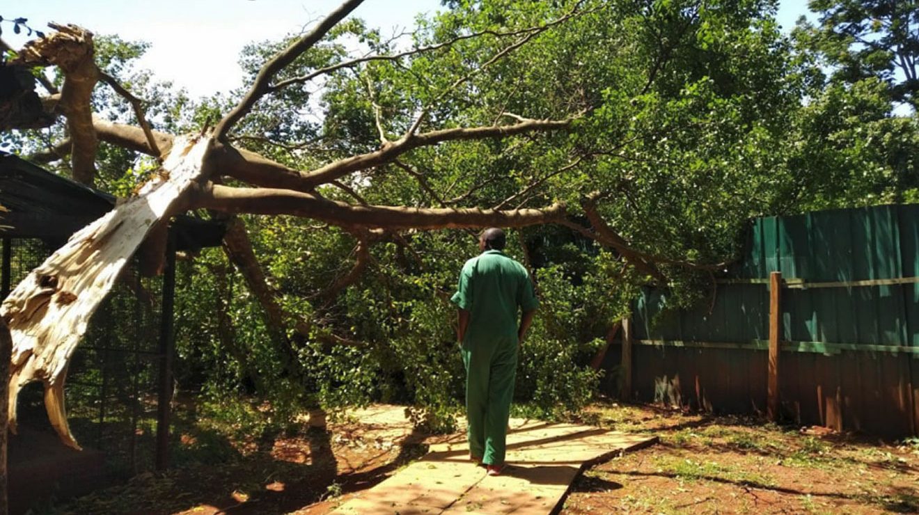 Here is why Wangari Maathai tree was cut down – PHOTOS – Nairobi News