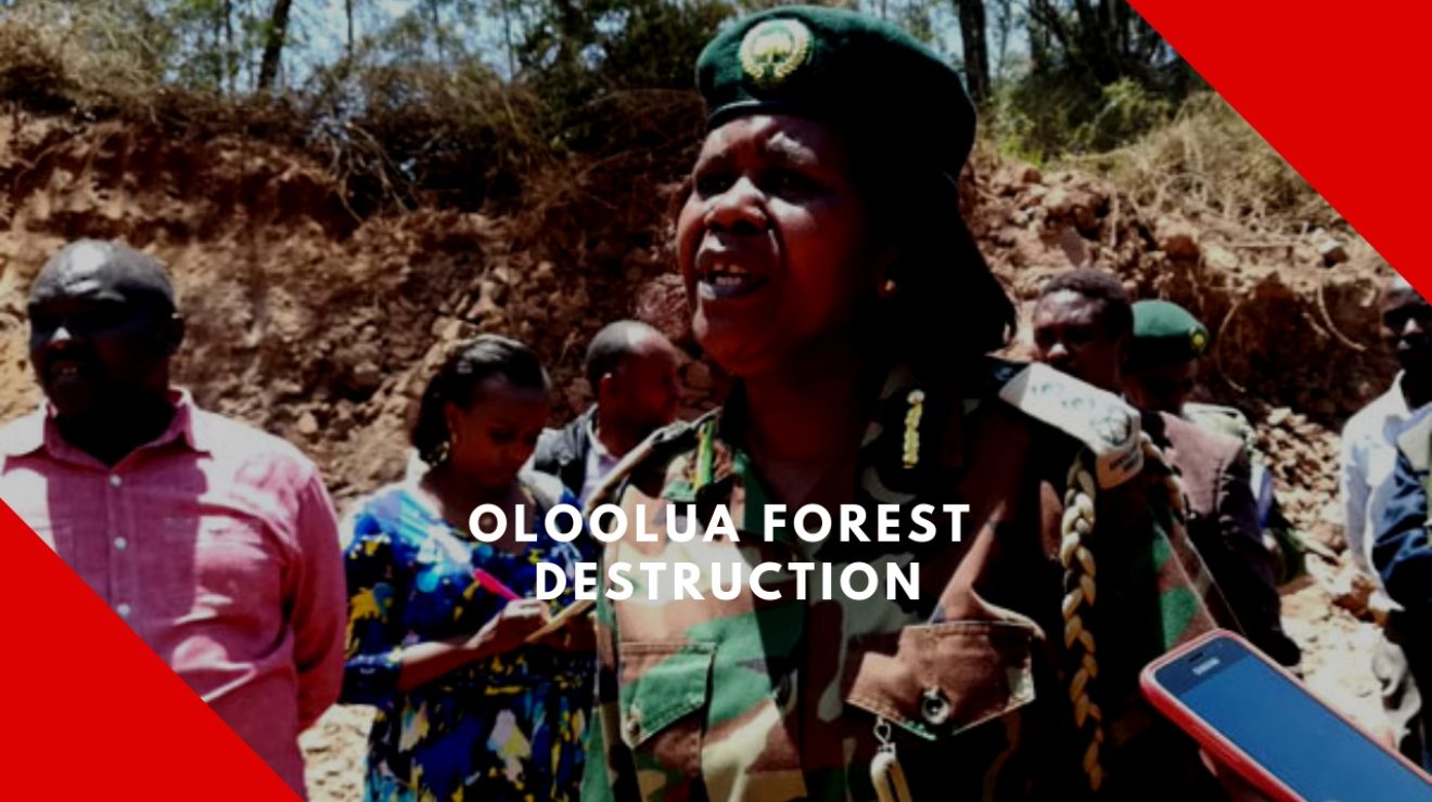 Managers of Oloolua Forest in Kajiado face the sack – Nairobi News