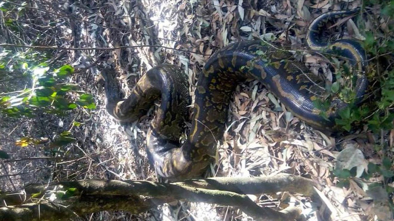 Karura Forest joggers urged to leave giant python alone – Nairobi News