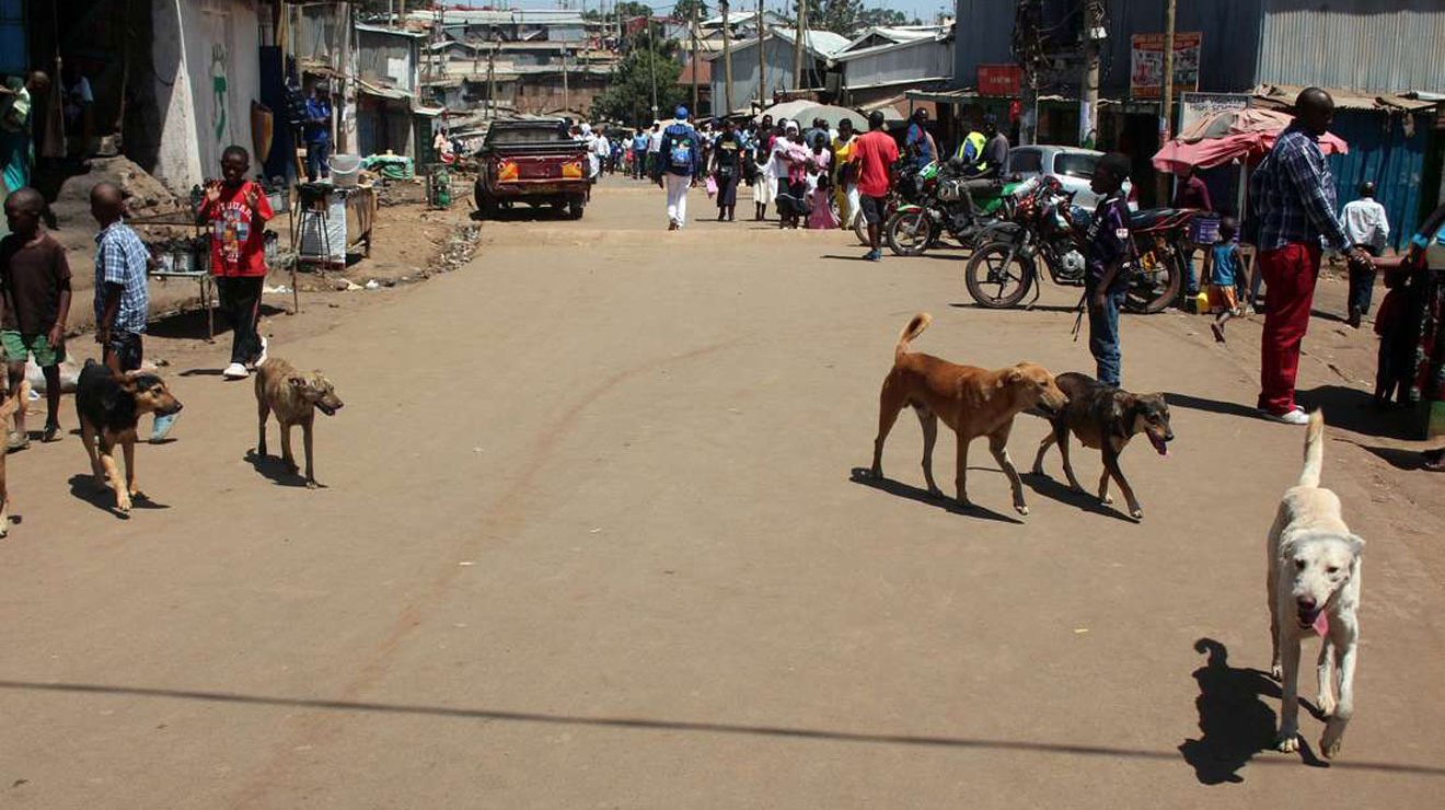 City Hall scales up killing mission of stray dogs in Nairobi – Nairobi News