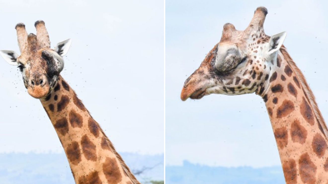 Giraffe with eye tumor finally gets help after sustained online ...