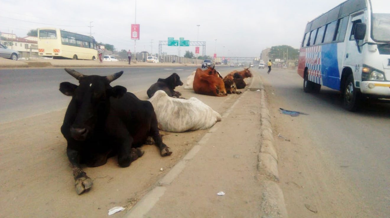 ‘Ng’ombe chokora’ turn Outer Ring Road into a cowshed – PHOTOS + VIDEO ...