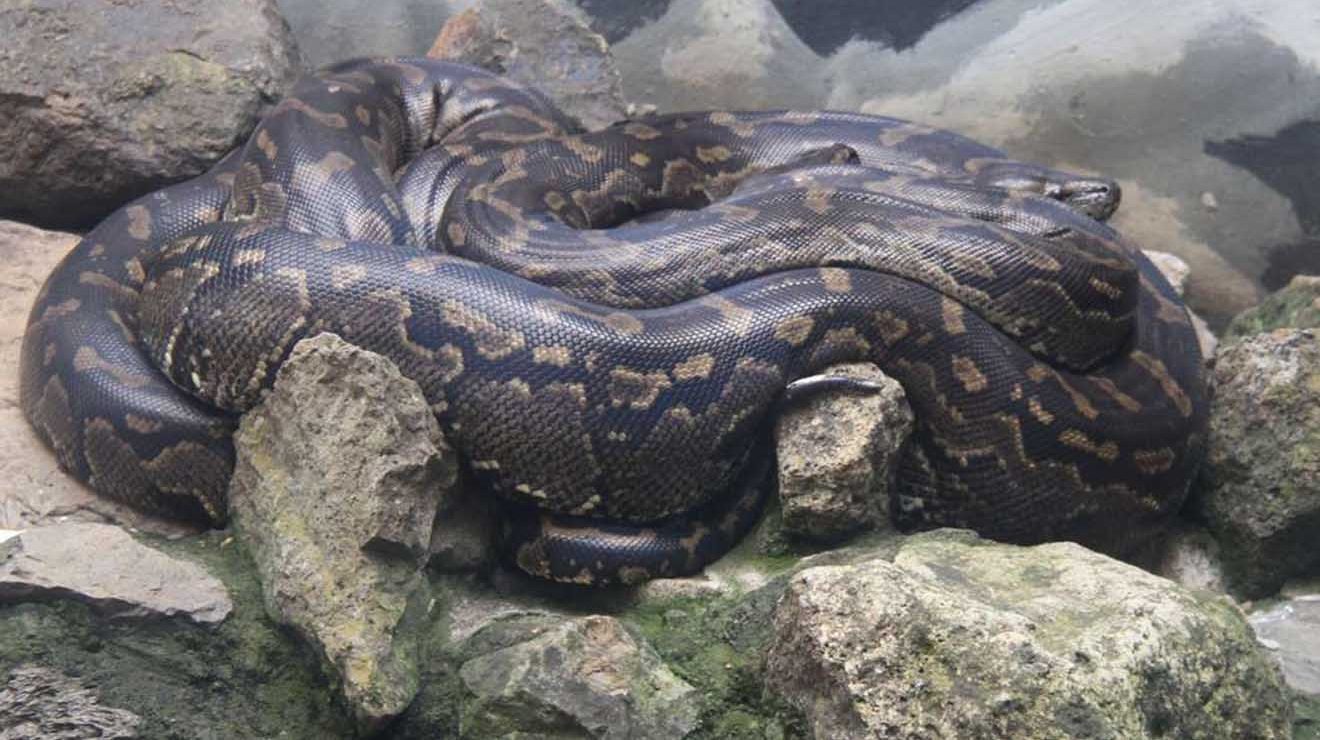 Scientists discover snakes have a sensual female sexual organ – Nairobi ...