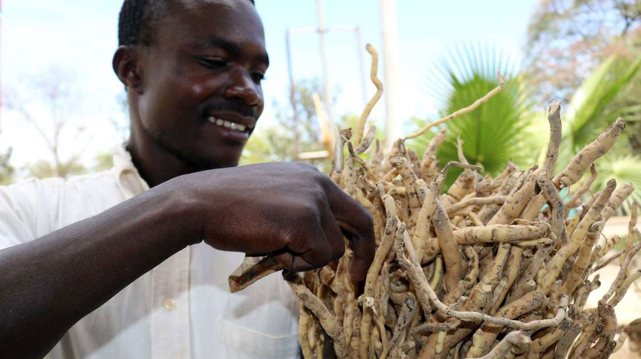 Drive launched to save ‘mukombero’ following high demand – Nairobi News