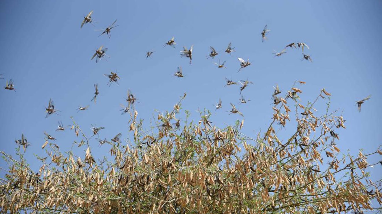 Lessons on how to effectively tackle insect invasions – Nairobi News