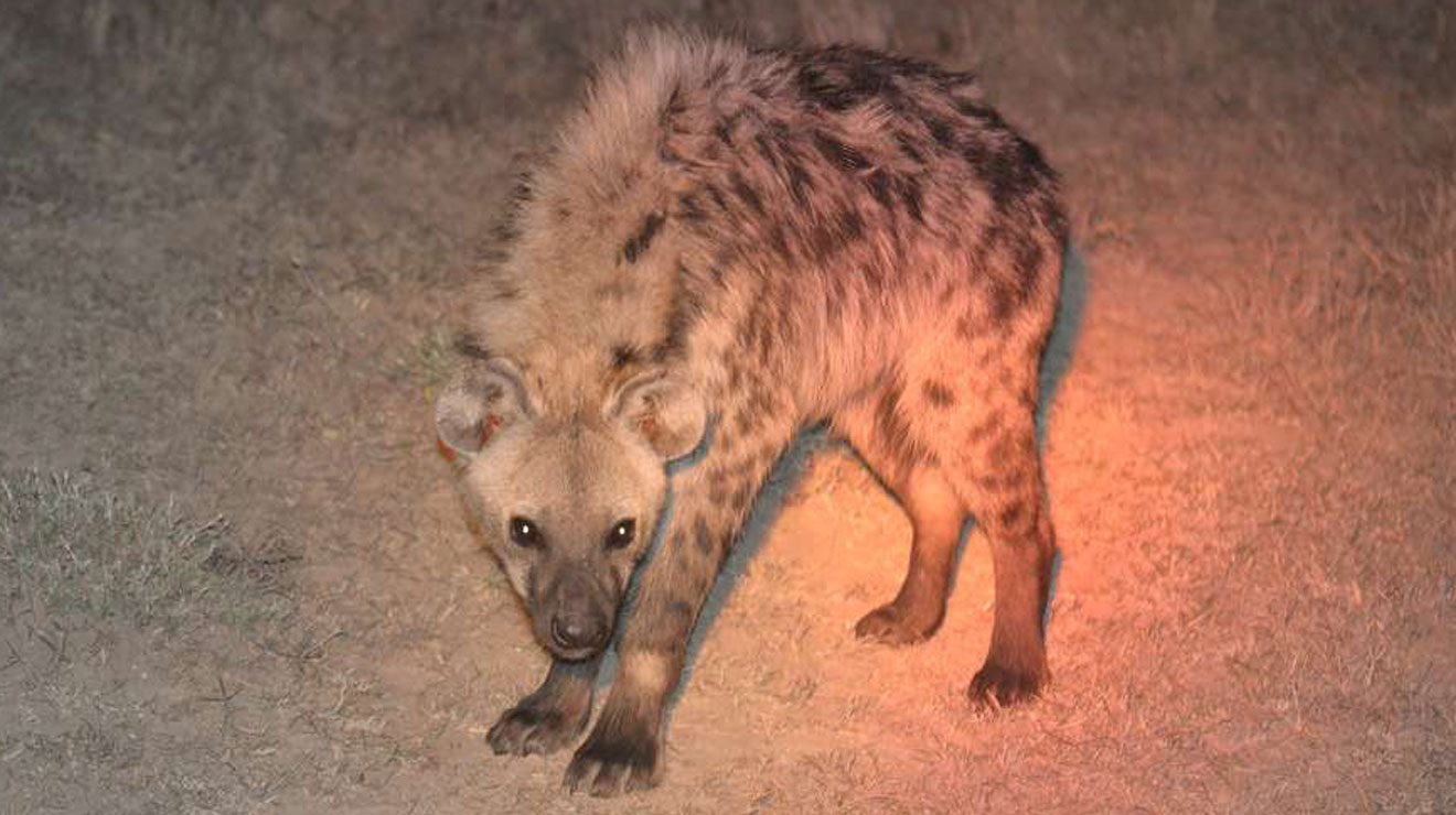 KWS attributes recent hyena attacks in Kajiado, Kiambu to rabies ...