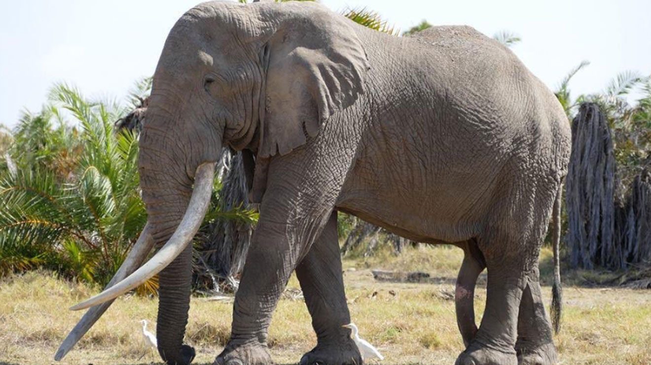 Tim, Africa’s largest elephant, dies at the age of 50 in Amboseli ...