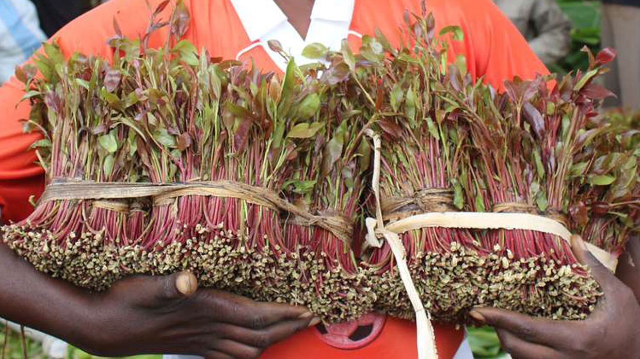 Presidential escort officers prohibited from from chewing miraa and ...