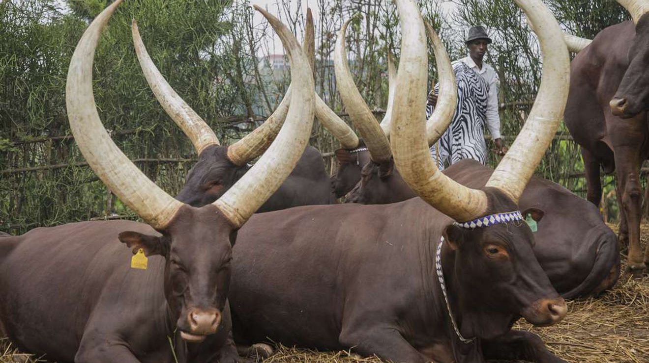 Angola receives cattle from Chad as Sh10 billion debt payment – Nairobi News