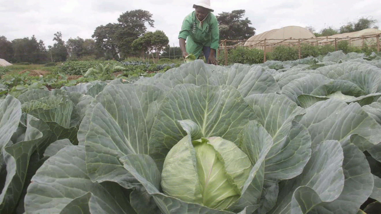 New study shows that eating cabbage could help fight Covid-19 – Nairobi ...