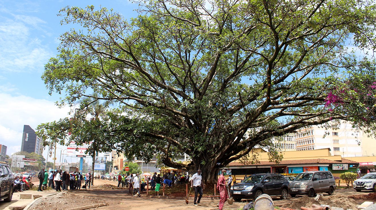 Iconic fig tree that lived to tell the Christmas story – Nairobi News
