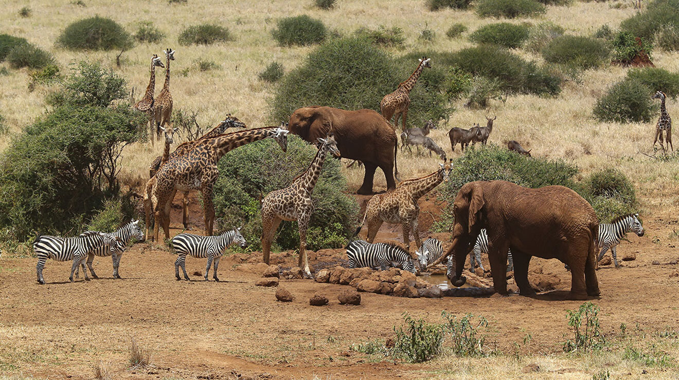 World renowned drivers at WRC Safari Rally wowed by Kenya’s beauty ...
