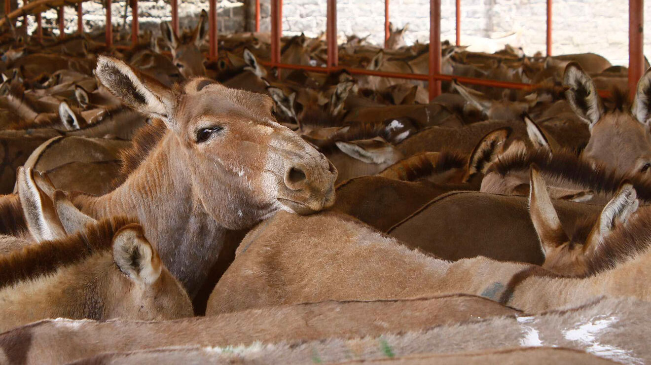 Man arrested in Kiambu on suspicion of slaughtering and selling donkey ...