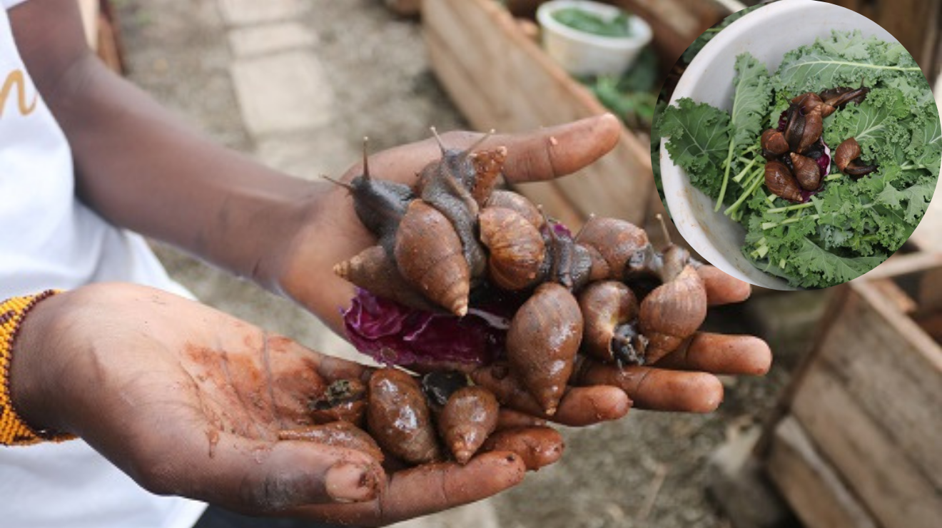 Snail meat: A unique culinary experience taking root in Kenya – Nairobi ...
