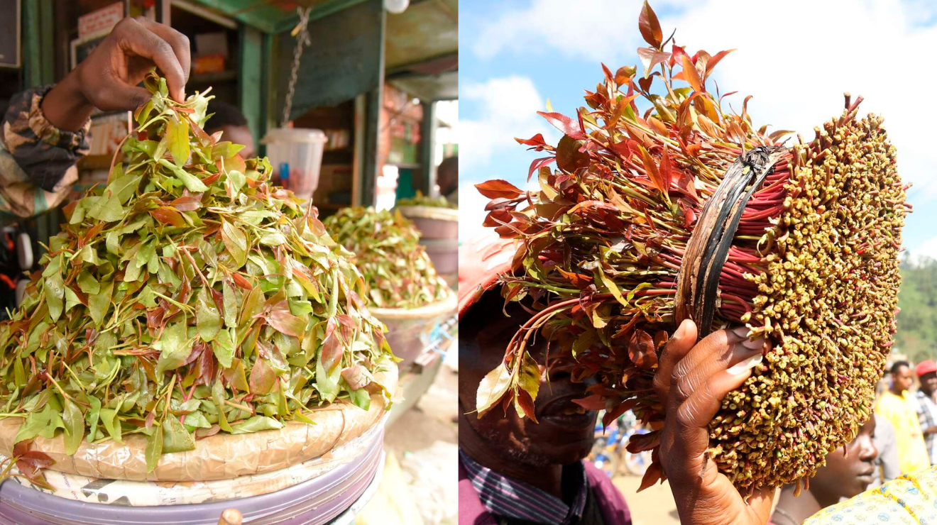 Explainer: Muguka vs miraa – what is the difference? – Nairobi News
